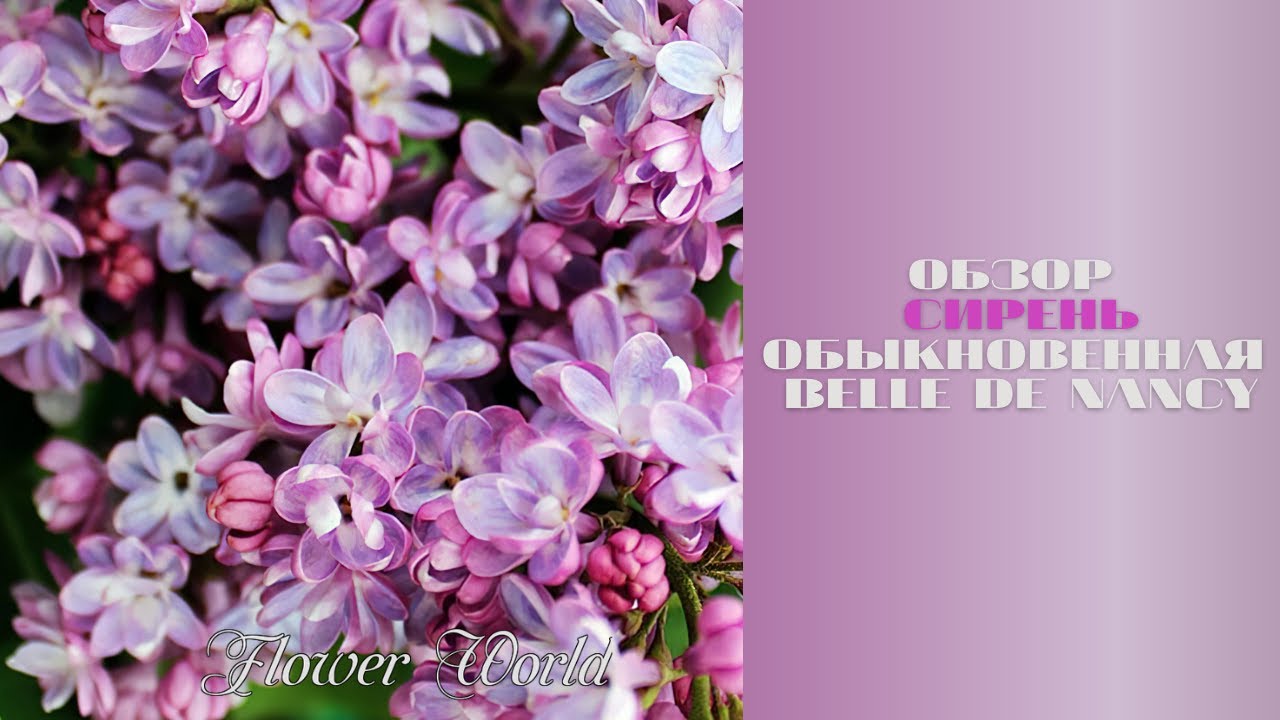 Обзор Сирени обыкновенной (Belle de Nancy).🧐