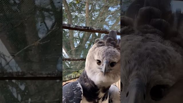 Южноамериканская гарпия