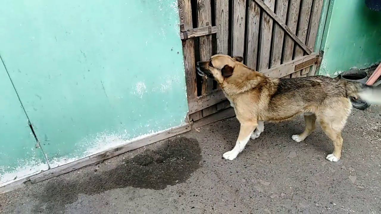 События жизни моей собаки