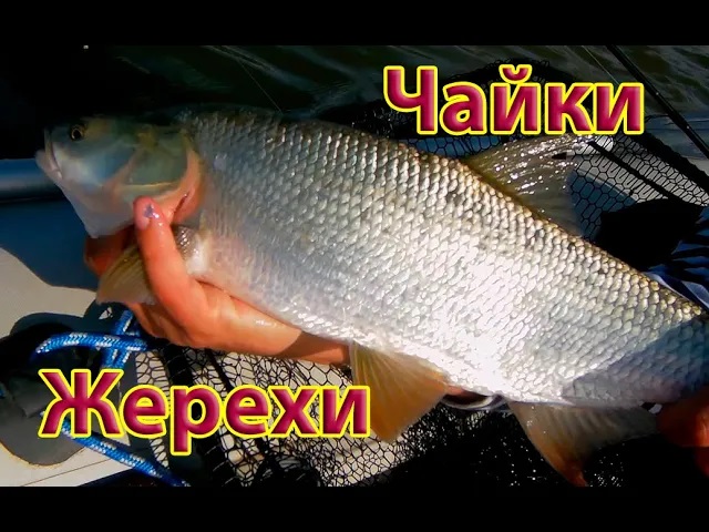 Рыбалка на жереха. Проверка чаечника.