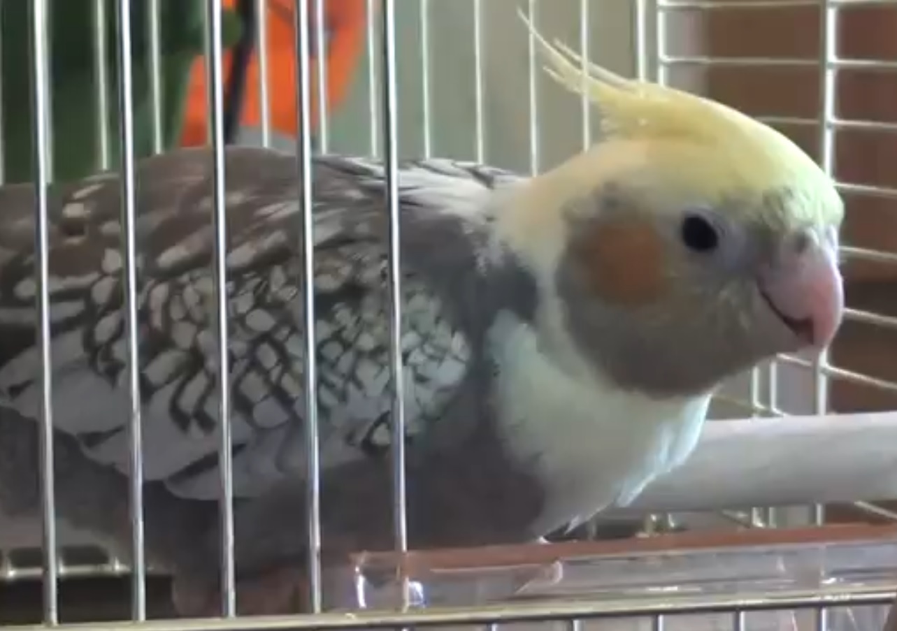 Корелла попугай  играет с колокольчиком. Как приручить попугая