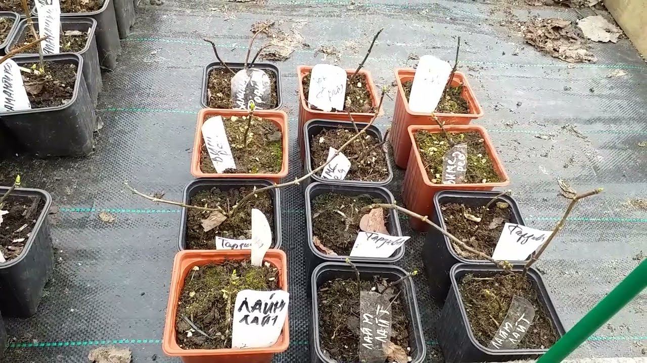 Наборы саженцев гортензий - Классика, Малыши, Композиция