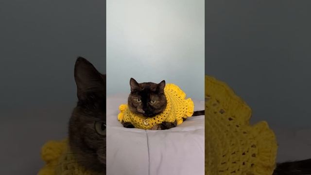 Вяжем платье кошечке