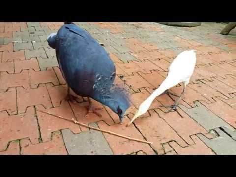 Малайзия. Куала Лумпур. Парк птиц. часть 1