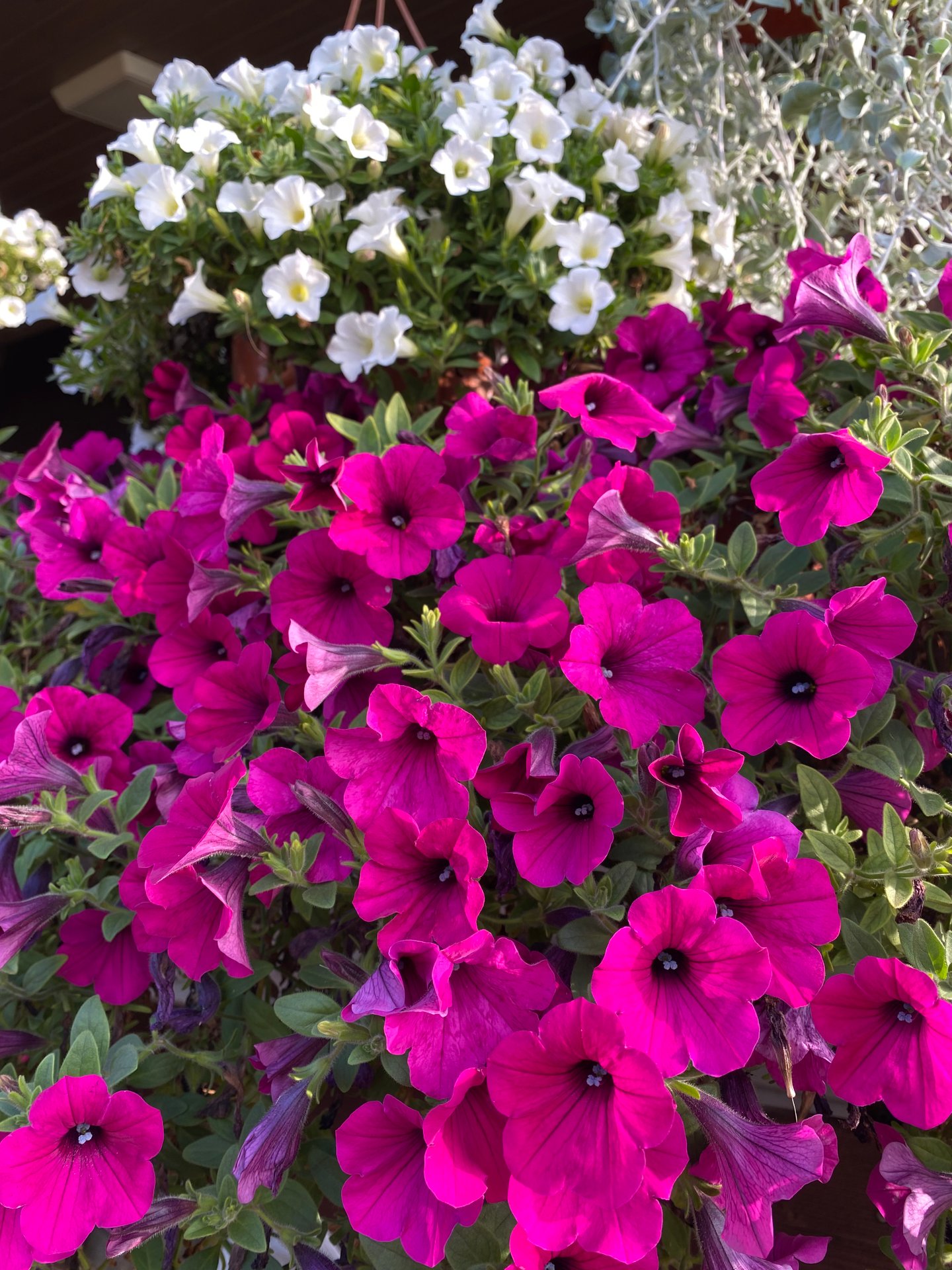 Мой новый фаворит петуния Парпл Вельвет.