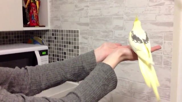 Приручение кореллы попугая Кеши (самка - установлено позже) Кольцо на лапке