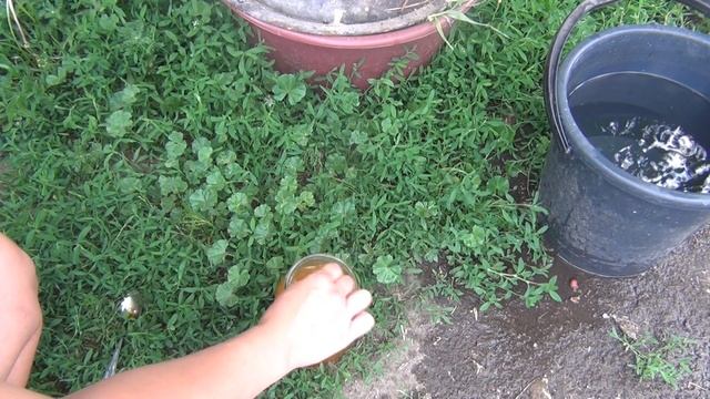 Лучшее средство от паразитов на растениях. Тля погибнет сразу.