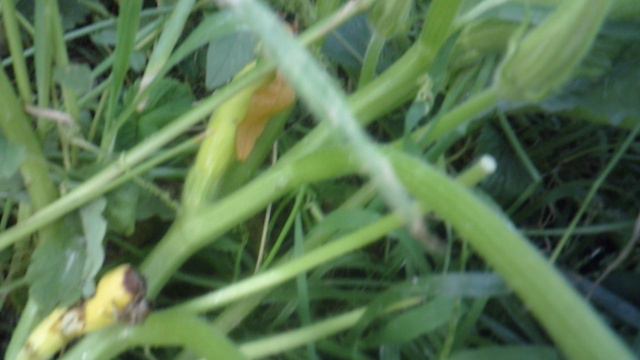 Поливаю огород и вижу: завязавшиеся новые кабачки