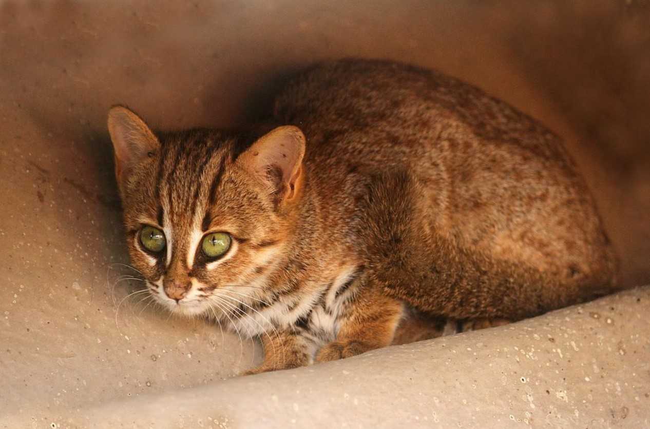 ржавая кошка