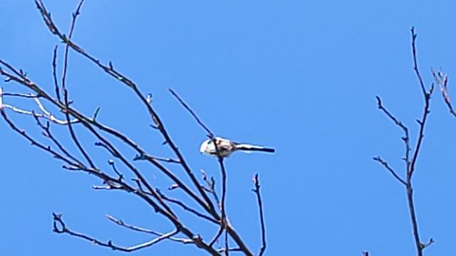 Птички невелички, похожи на сов