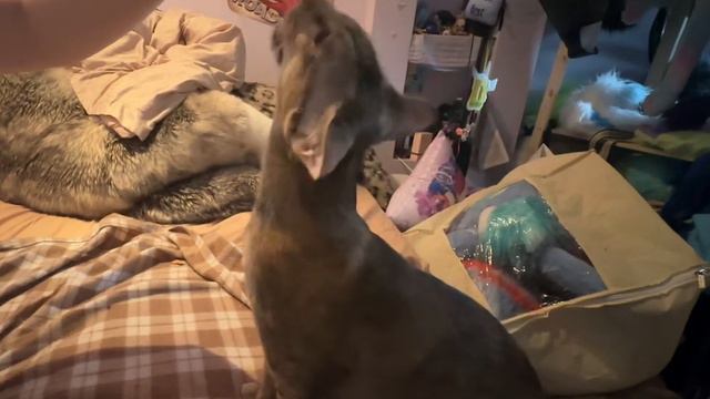 Кушаем вкусняшку Wanpy с Нафаней!