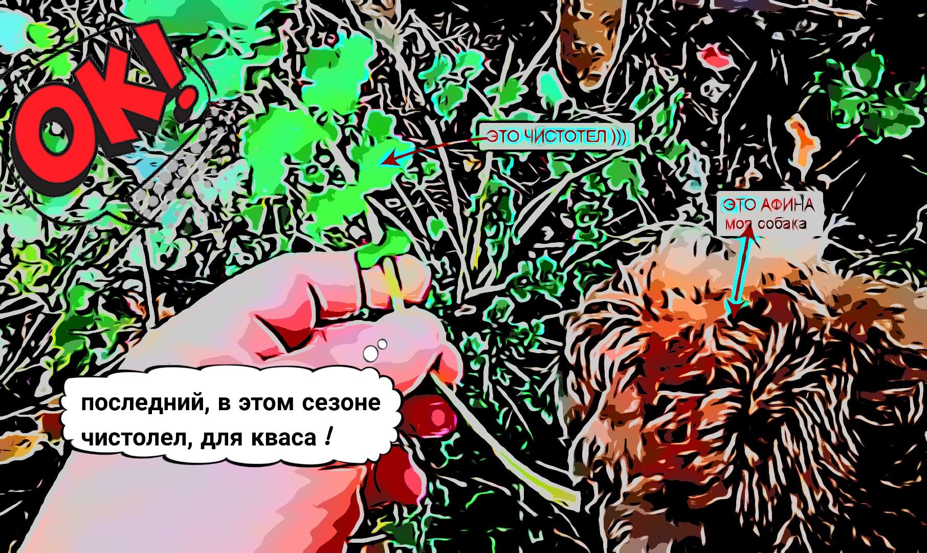 ПОСЛЕДНИЙ, В ЭТОМ СЕЗОНЕ, ЗЕЛЁНЫЙ ЧИСТОТЕЛ ДЛЯ КВАСА ПО БОЛОТОВУ!