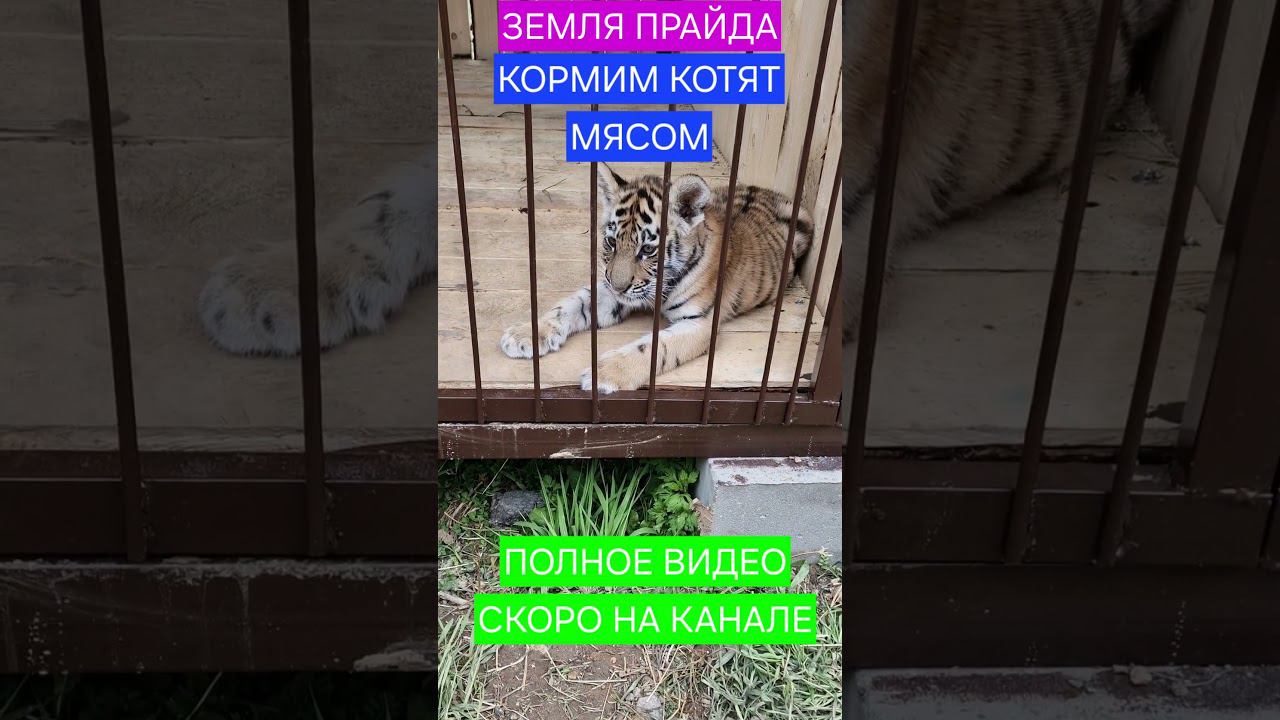 Там где можно кормить диких кошек..