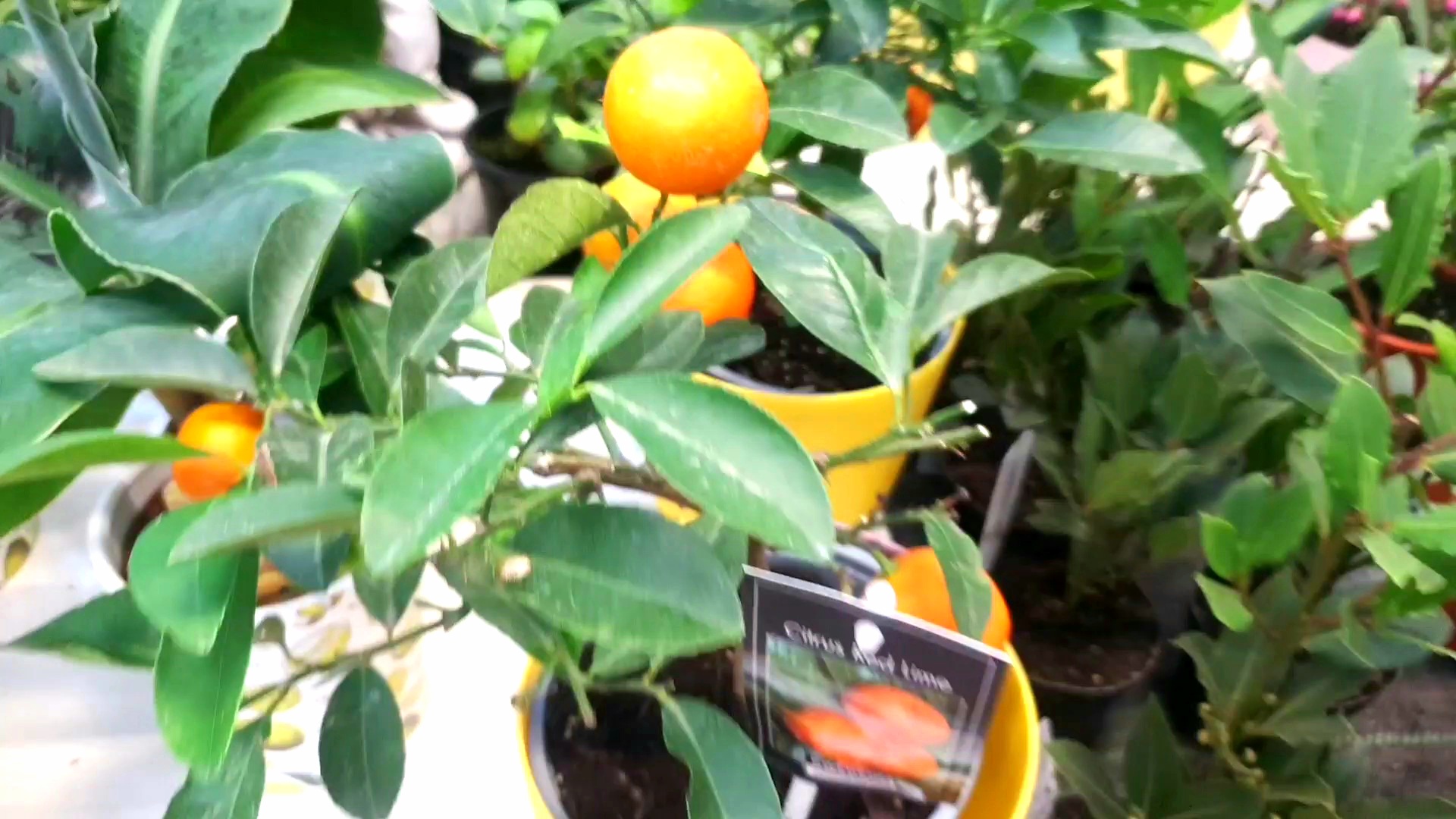 ⚘??БАУЦЕНТР??Комнатные Цветы?Новый Завоз