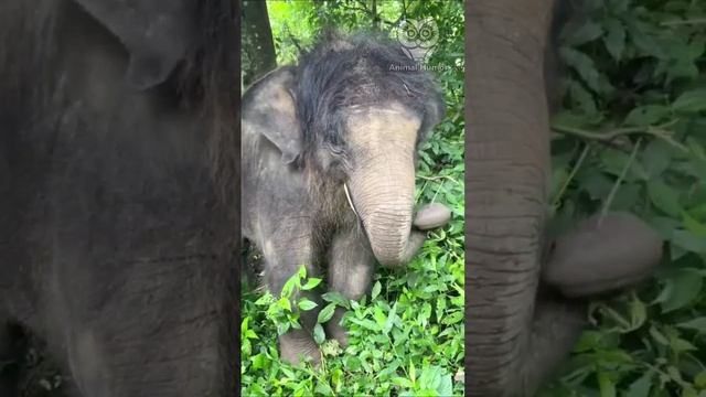 Почти что мамонтенок.