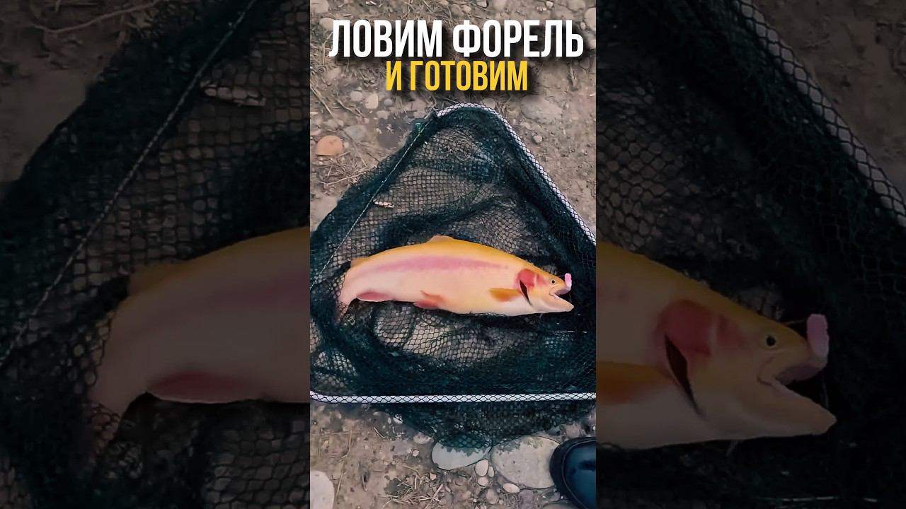 ВЫЛОВИЛИ И ПРИГОТОВИЛИ ФОРЕЛЬ НА ПРИРОДЕ #охотарыбалка #добыча #рыбалка #форель #рецепт