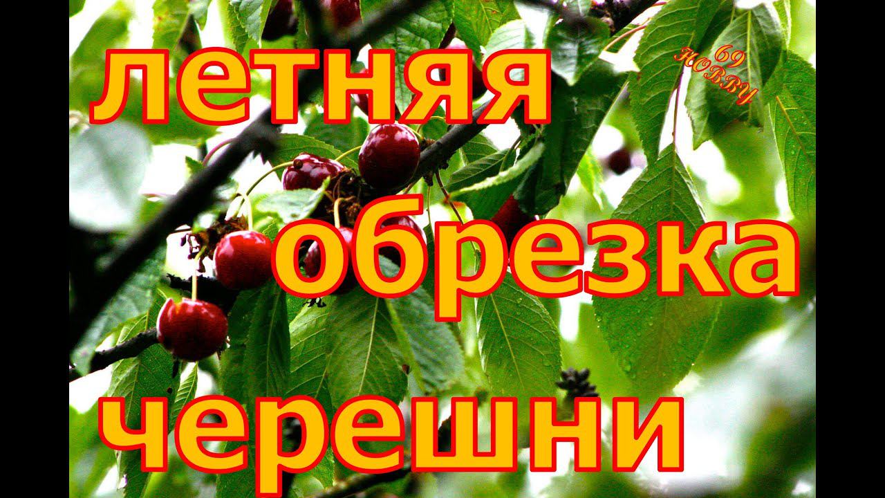 ЛЕТНЯЯ обрезка ЧЕРЕШНИ! Что можно резать, а что нет!