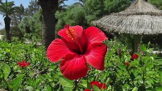 Красота Туниса в отеле   Sentido Phenicia 4*