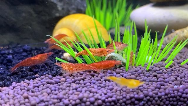 Видео прикольных креветок на #рутуб