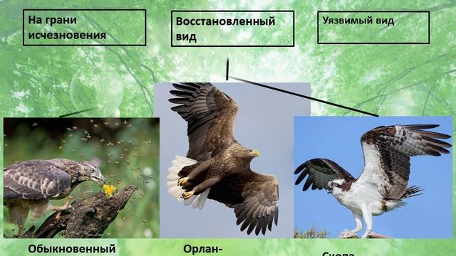 Викторина По страницам Красной книги Ростовской области.