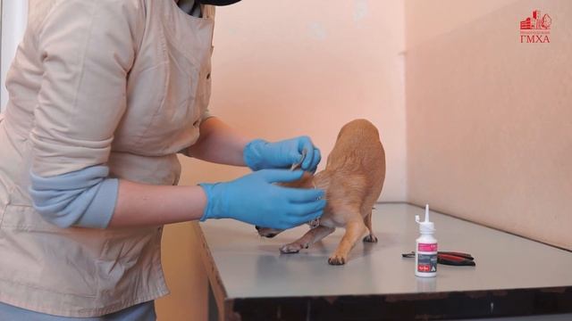 «Просто о сложном»: как чистить уши и стричь когти домашним любимцам