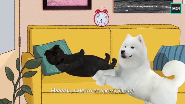 Новый учебный год | Кот Бублик