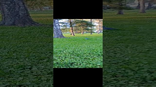 Парк на Крестовском острове , Диво остров