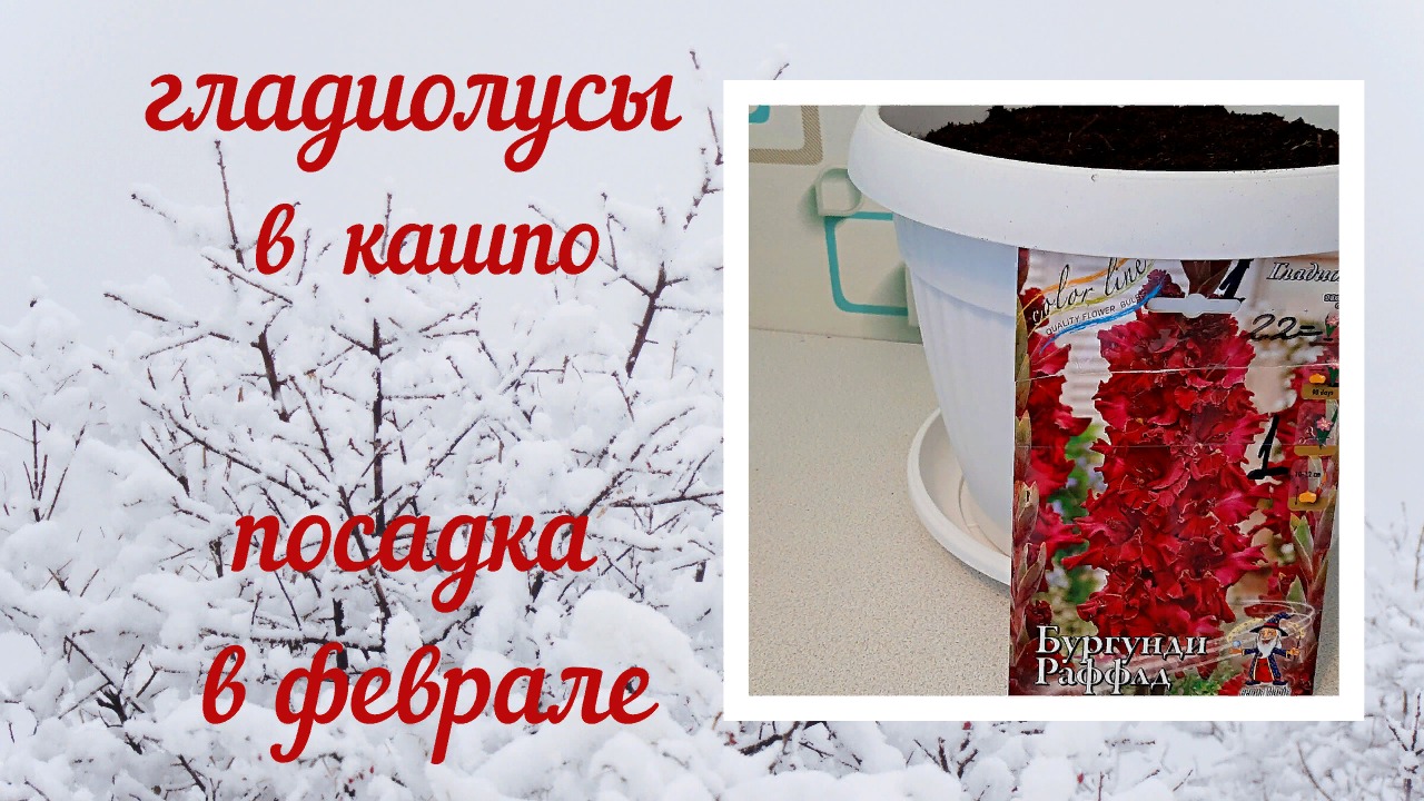 Гладиолусы в кашпо. 1 часть. Посадка.