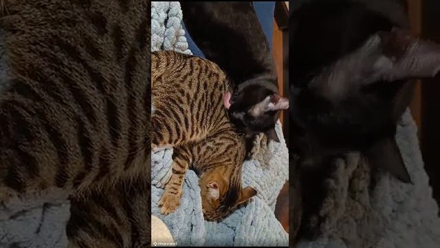 Моя прелесть