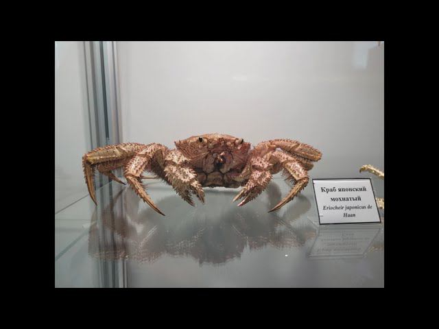 Сахалин 2023. Холмск. Музей. Ст 93 км. Старый японский аэродром. Маяк.