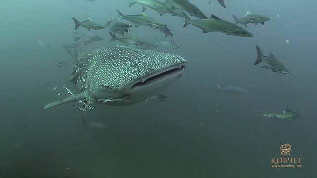 Бирма. Китовая акула.