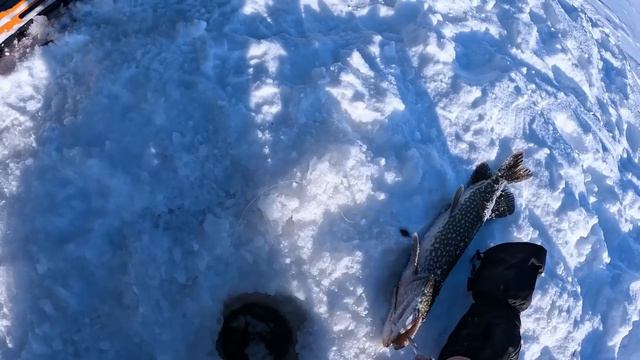 Попал на жор крокодилов. Не успеваю устанавливать жерлицы!!!🤪😱