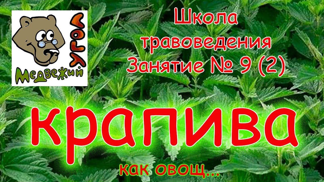 Школа травоведения. Занятие № 9(2) КРАПИВА как овощ