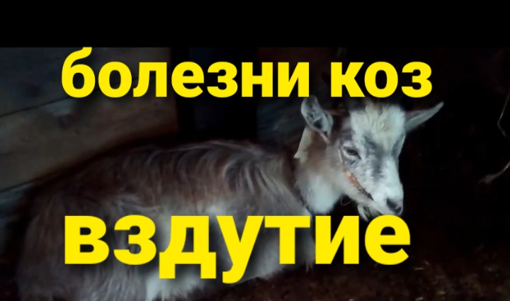 Заболела коза, вздутие.