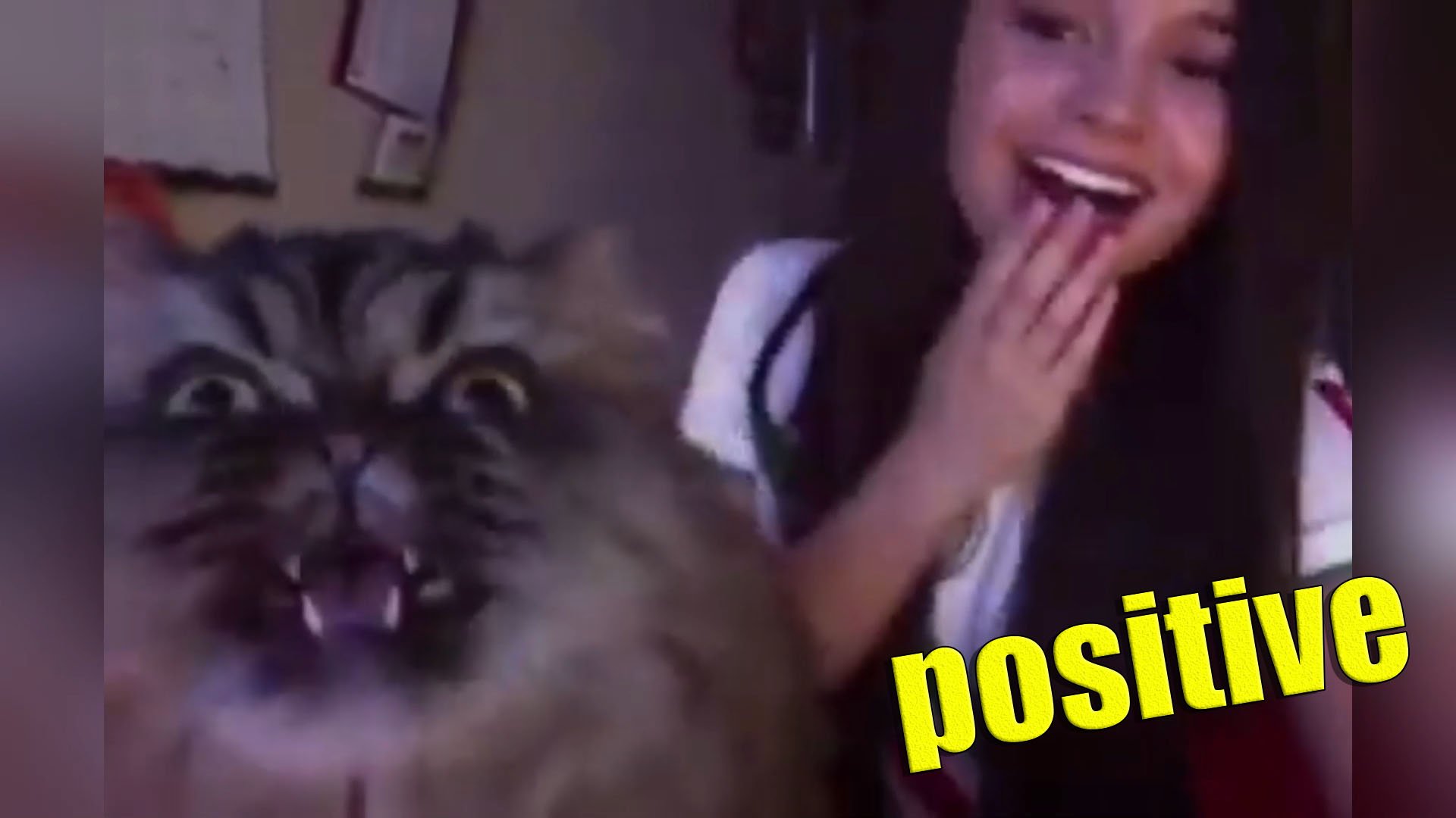 Очередная доза позитива для поднятия настроения #27. Поющий кот