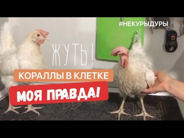 Кросс Коралл в клетке. Содержание несушек в клетках.