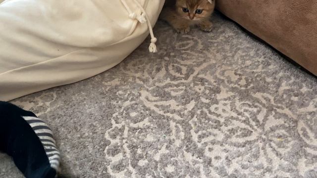 Состав нашей семьи пополнился / Шотландская вислоухая кошка
