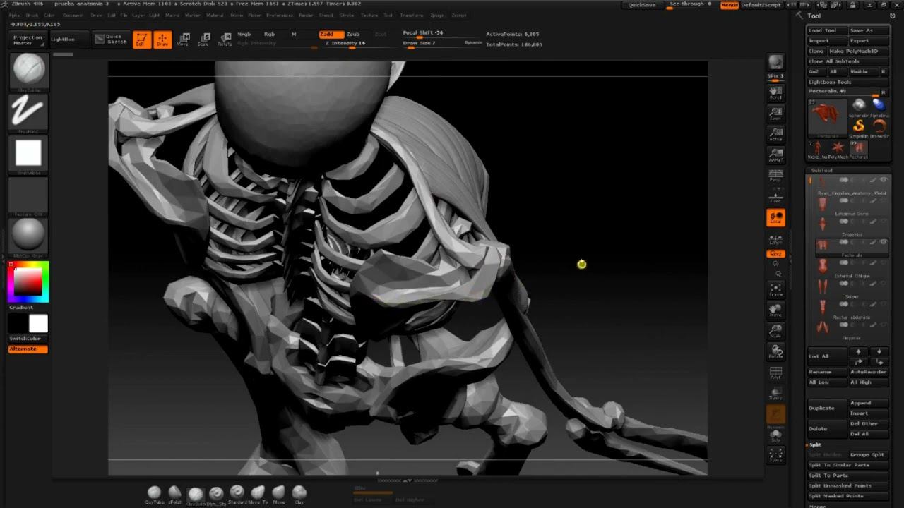 Anat Vol 01 09  Deltoides 1 2