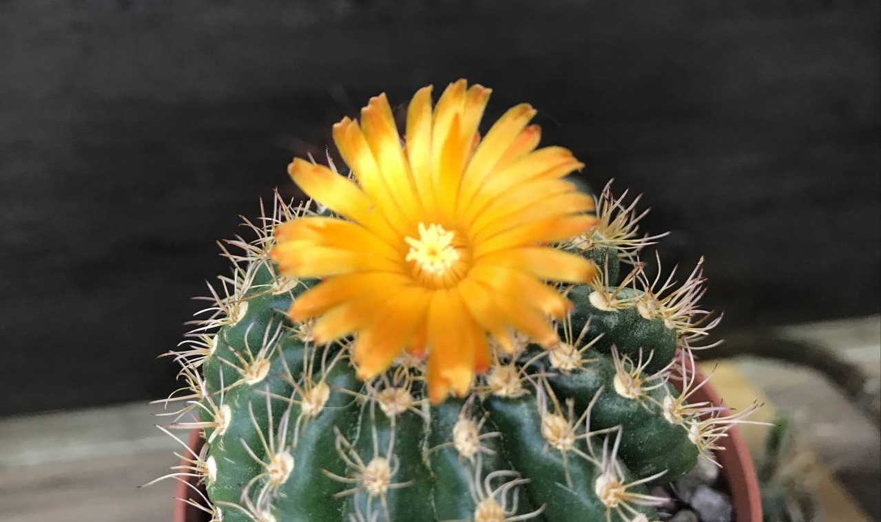 Пасхальное пополнение в коллекции. Старые кактусы из семян. 26-летний Ферокактус. Юный Тефрокактус