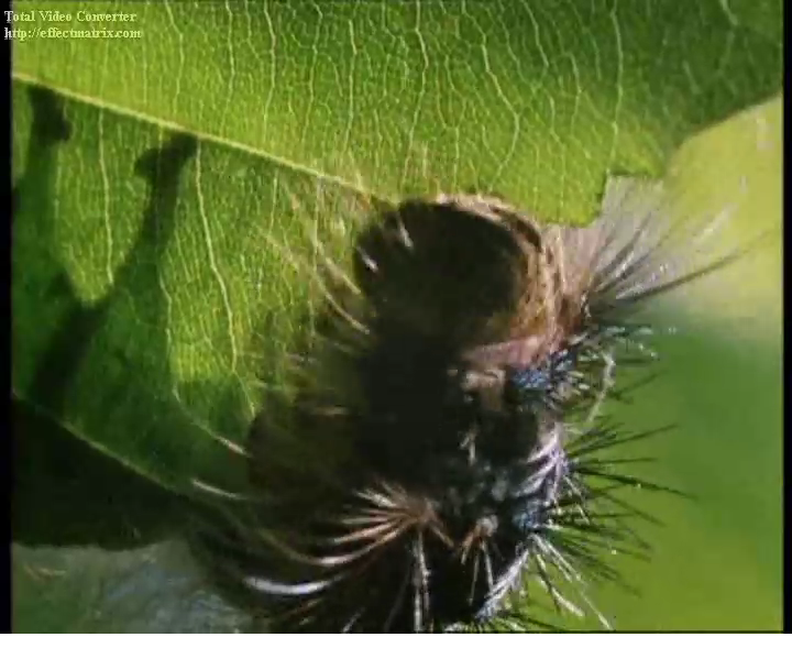 Борьба с непарным шелкопрядом