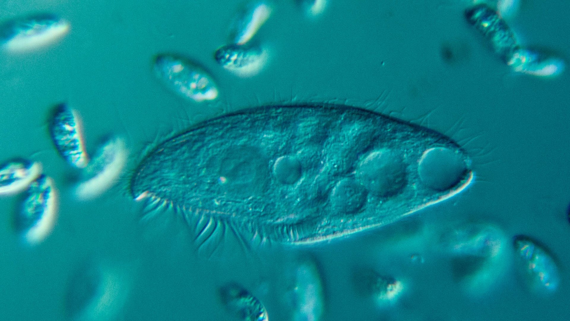 Протисты (часть 2)