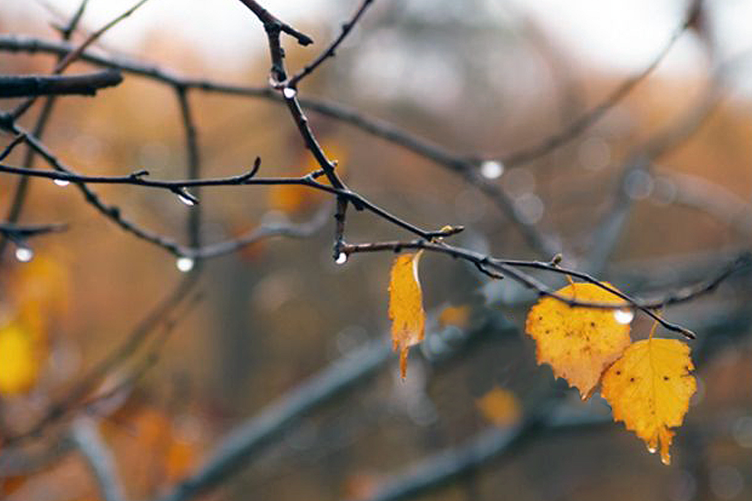 Поет облетающий лес