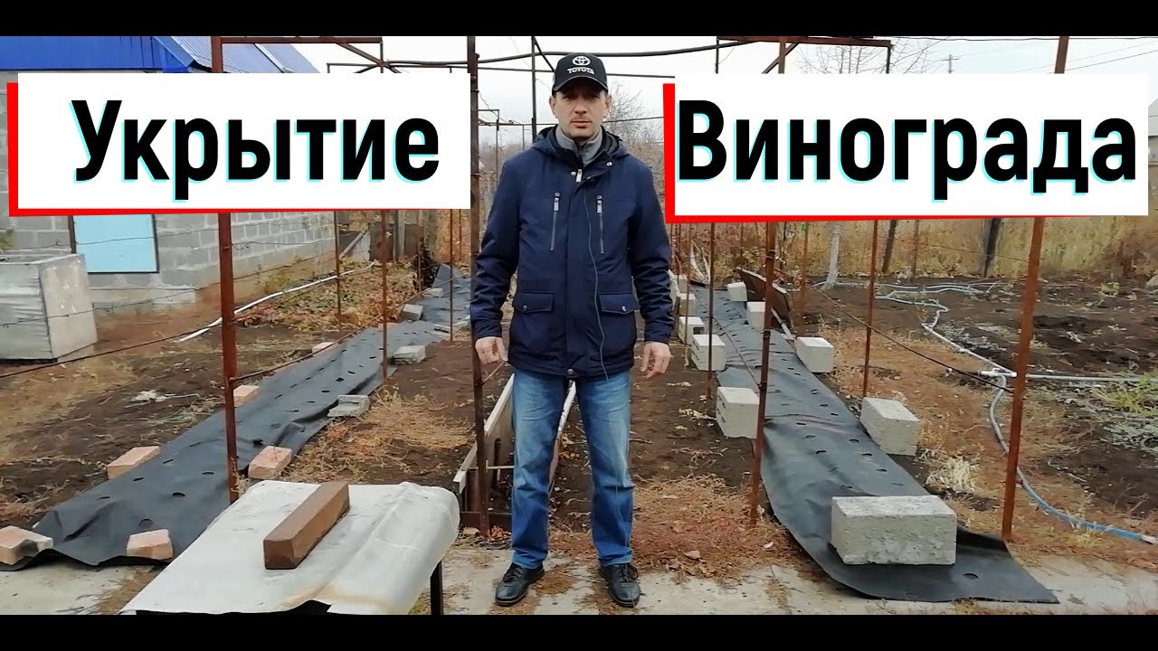 Как я накрываю виноград для зимовки. Мой способ