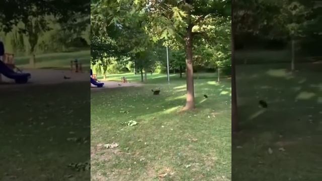 Смешные животные #59.mp4