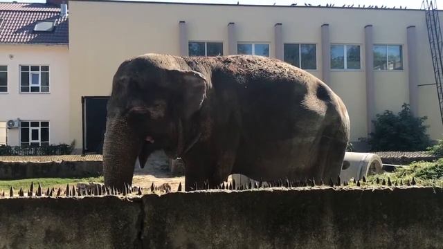 Грустный СЛОН поедает морковку