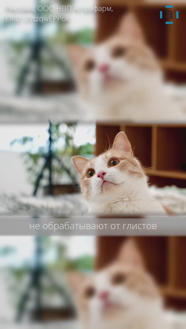 Нужно ли домашнюю кошку обрабатывать от глистов?