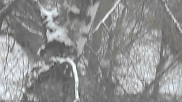 Собака охотилась за белкой 34646845