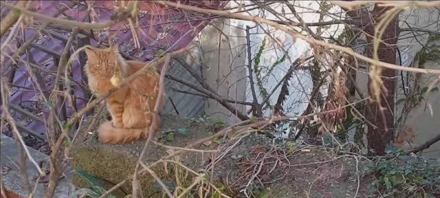 Сочинские кошаки