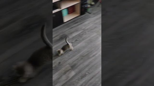 Котенок в доме - это настоящая радость