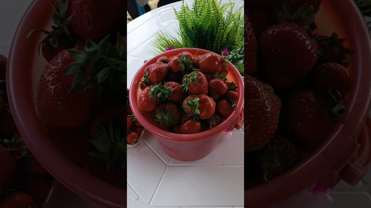 Выращиваешь клубнику, а толку нет?